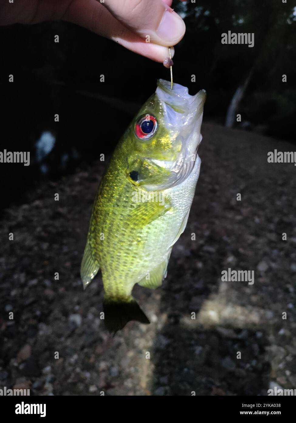 Rock Bass (Ambloplites rupestris Stock Photo - Alamy