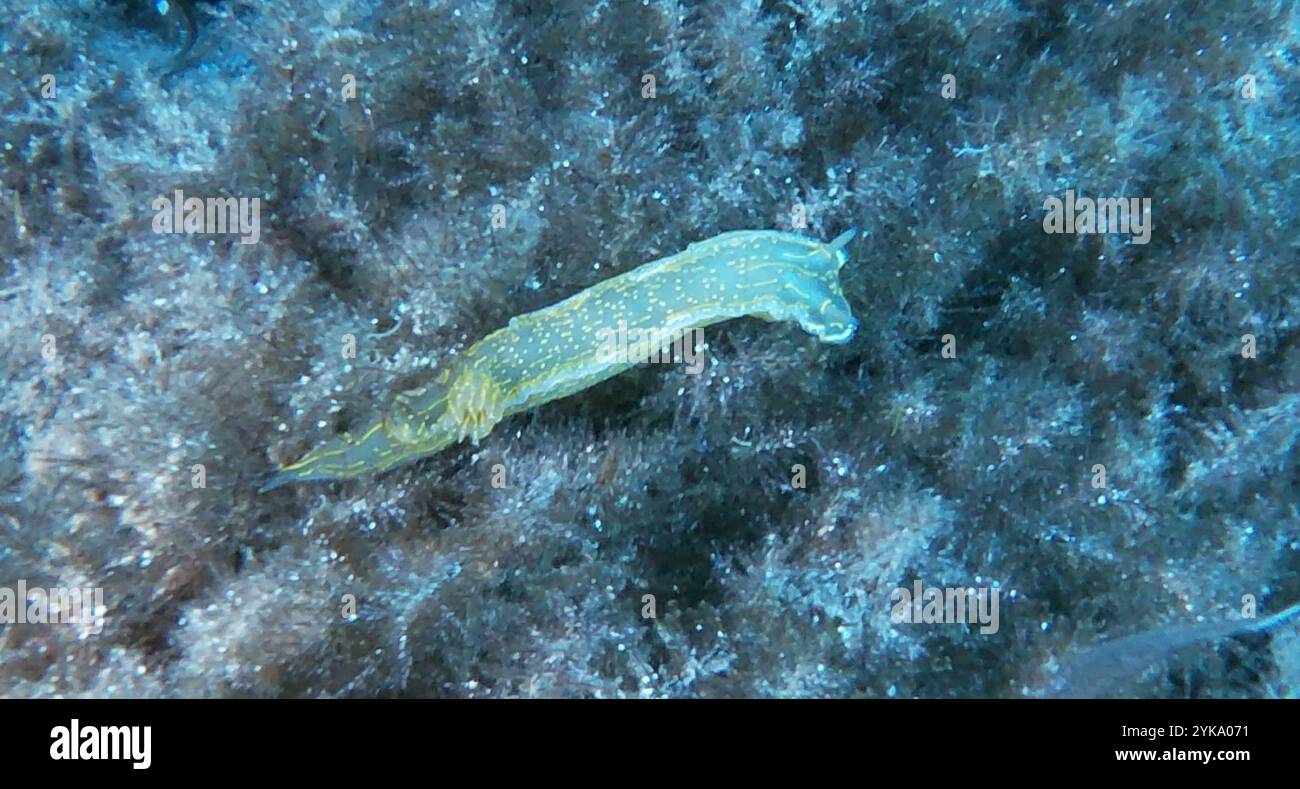 Regal Sea Goddess (Felimare picta Stock Photo - Alamy