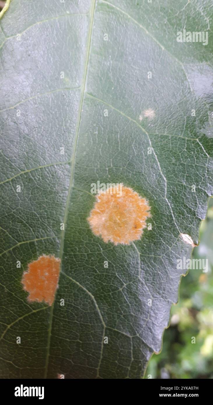 Mahoe Leafspot (Cephaleuros lagerheimii Stock Photo - Alamy