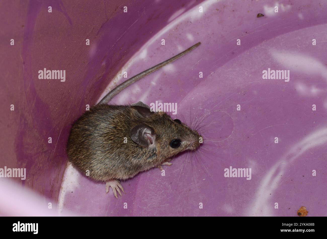 Multimammate hi-res stock photography and images - Alamy