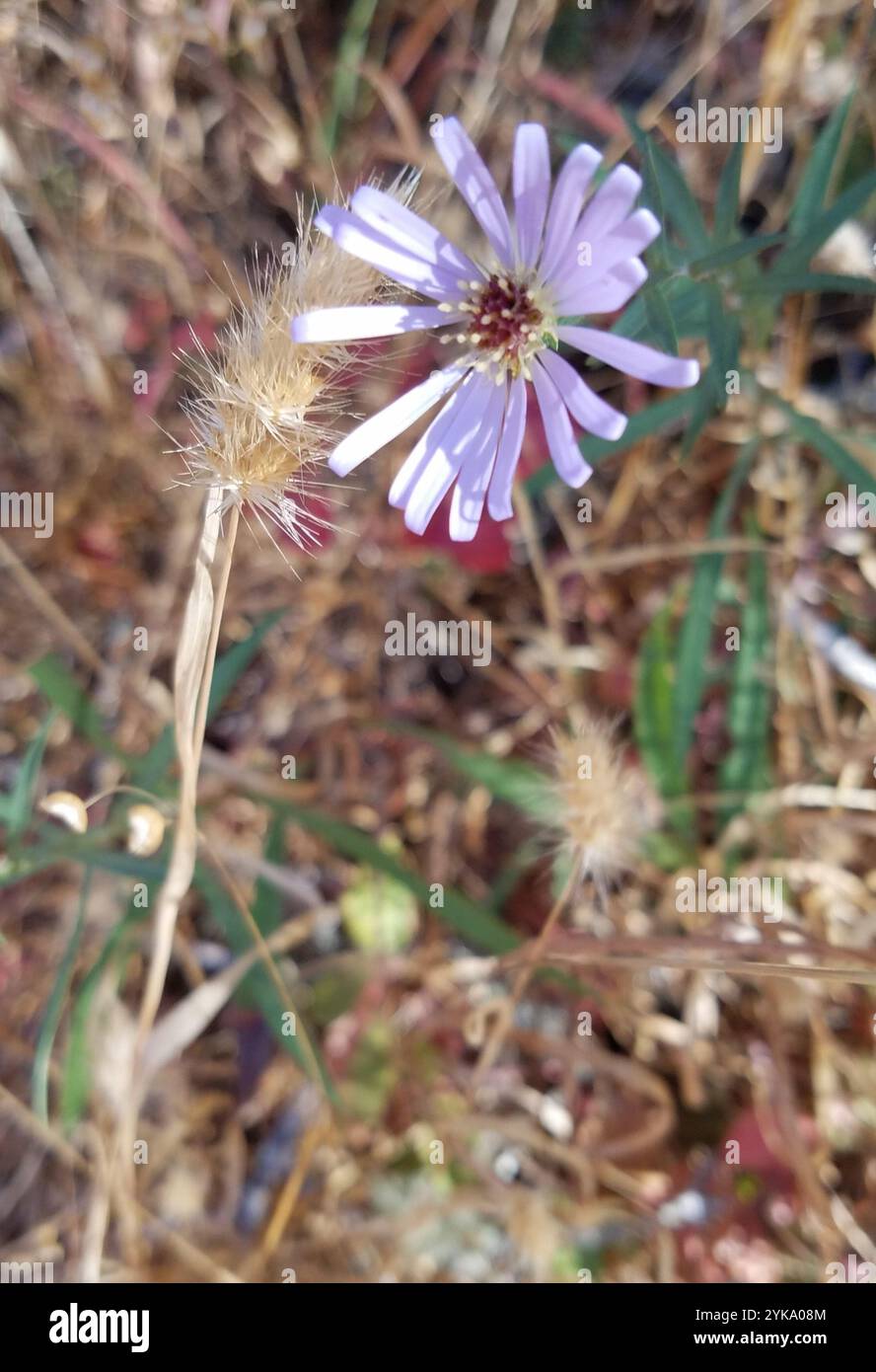 Pacific Aster (Symphyotrichum chilense Stock Photo - Alamy