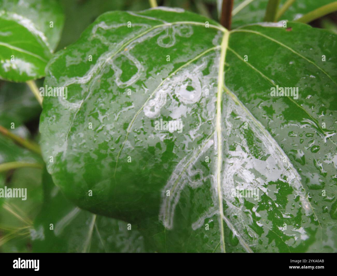 Aspen Serpentine Leafminer Moth (Phyllocnistis populiella Stock Photo ...