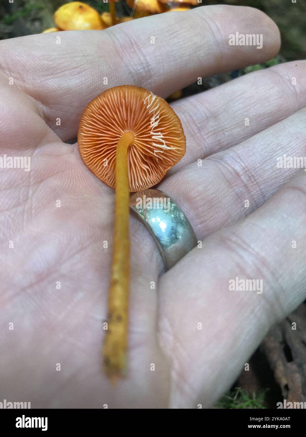 Orange mycena leaiana hi-res stock photography and images - Alamy