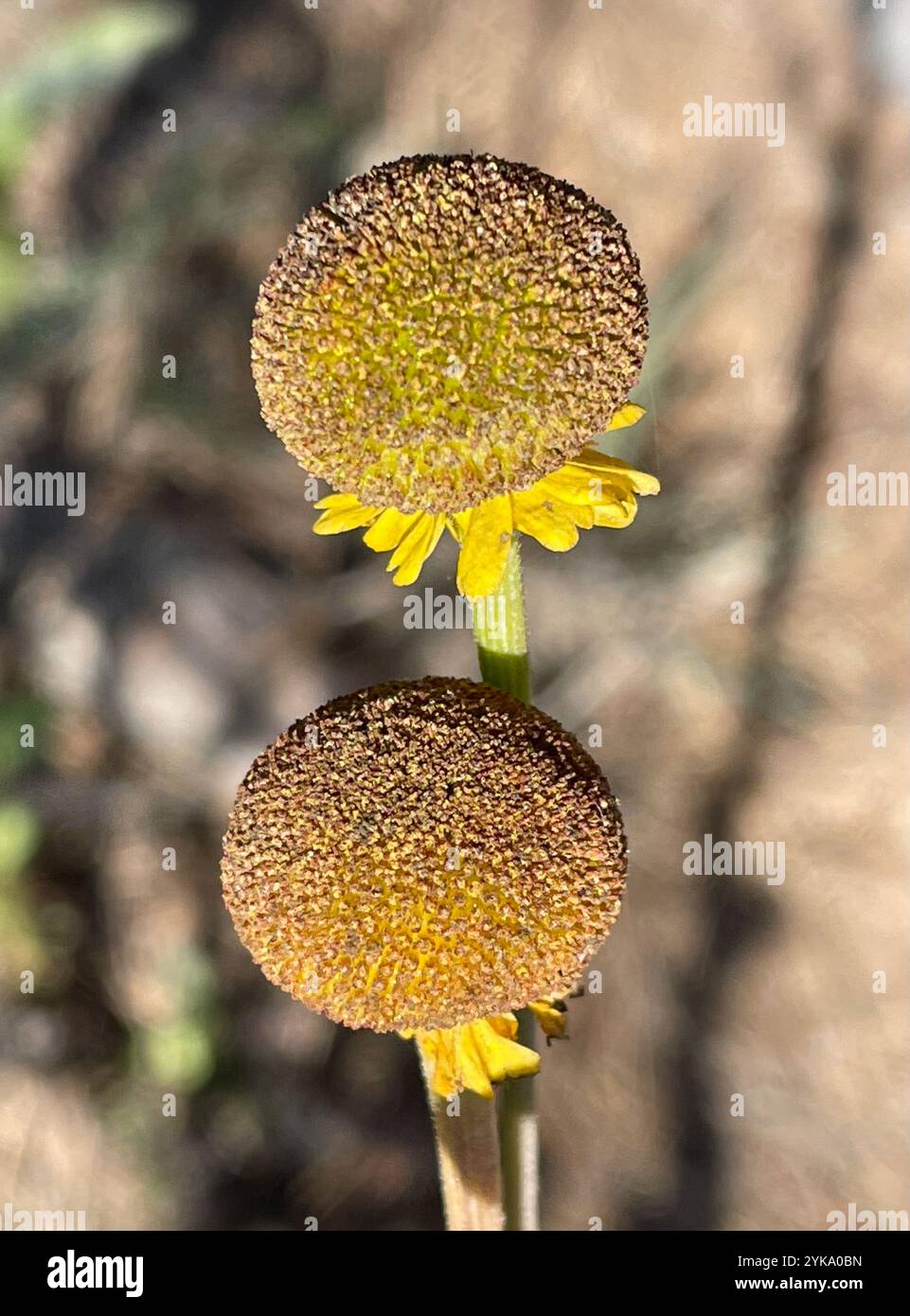 Rosilla hi-res stock photography and images - Alamy