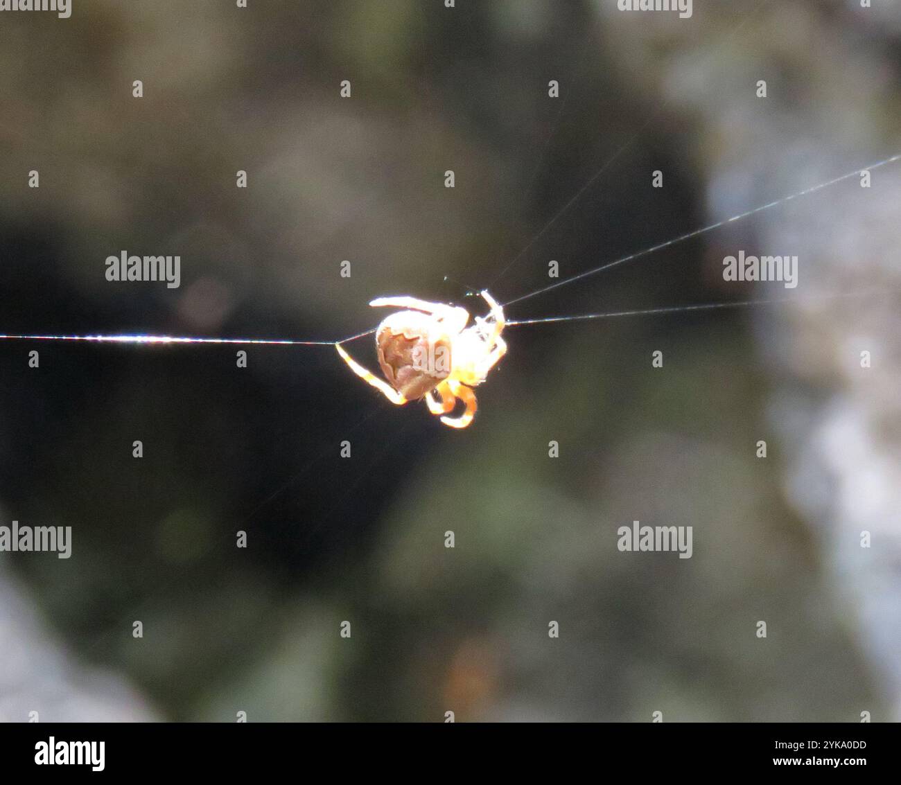 Cat-faced Orbweaver (Araneus gemmoides Stock Photo - Alamy