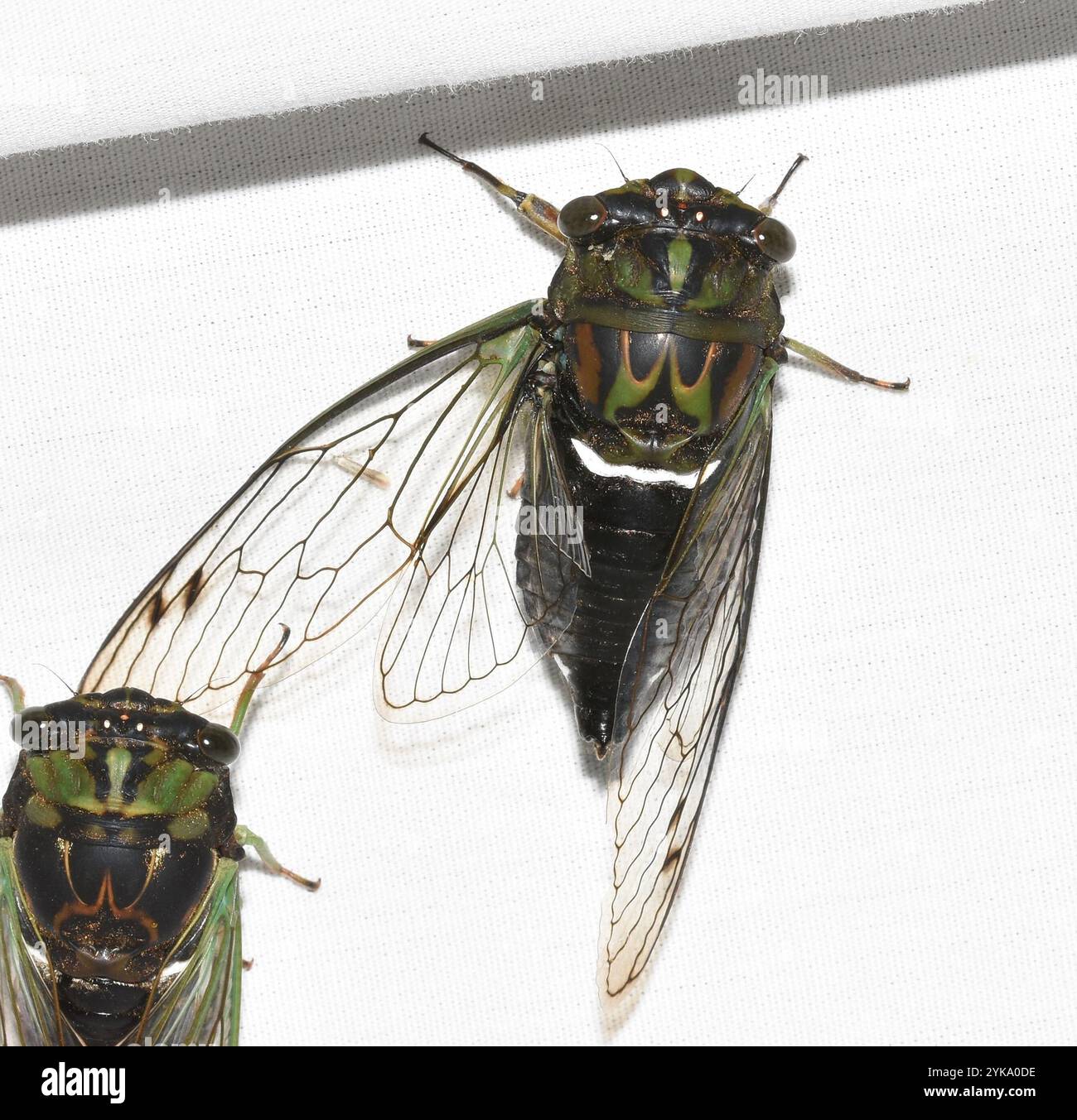 Robinson's Annual Cicada (Neotibicen robinsonianus Stock Photo - Alamy