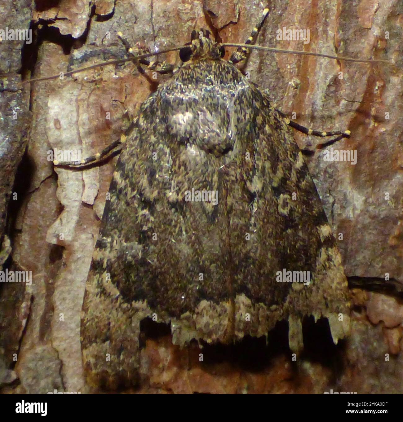 American Copper Underwing (Amphipyra pyramidoides Stock Photo - Alamy