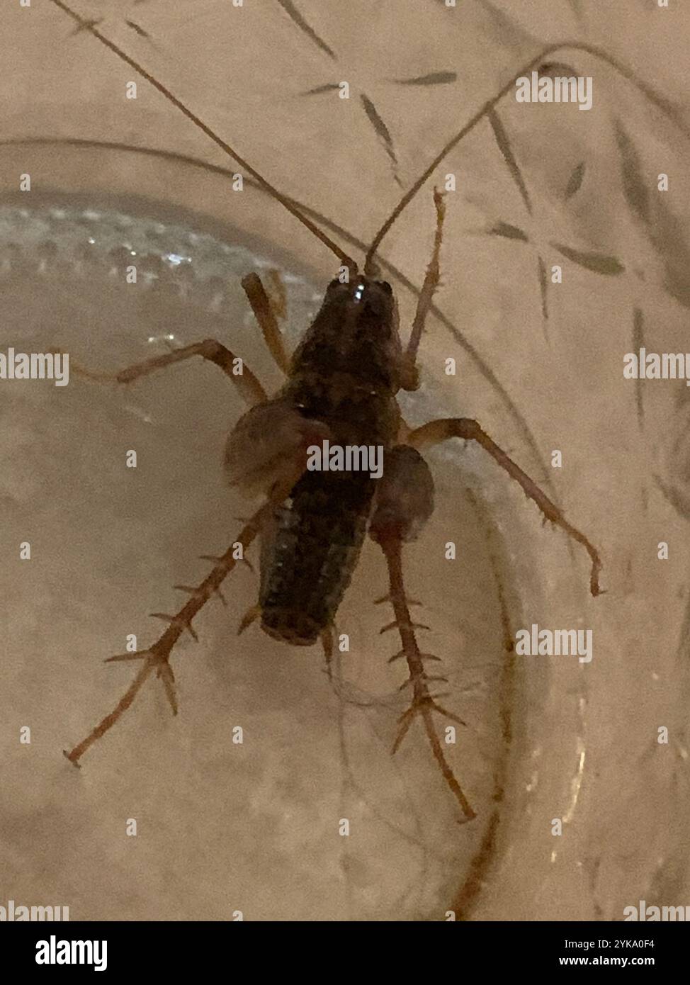 Camel Crickets, Cave Crickets, and Cave Wēta (Rhaphidophoridae Stock ...