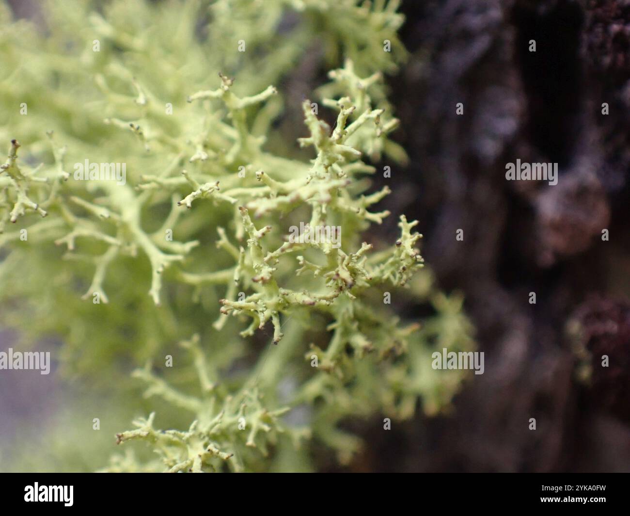 Wolf Lichens (Letharia Stock Photo - Alamy