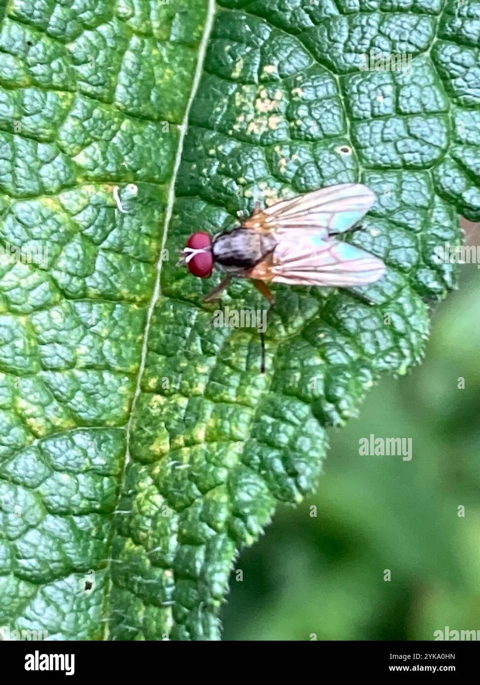 Root-maggot Flies (Anthomyiidae Stock Photo - Alamy
