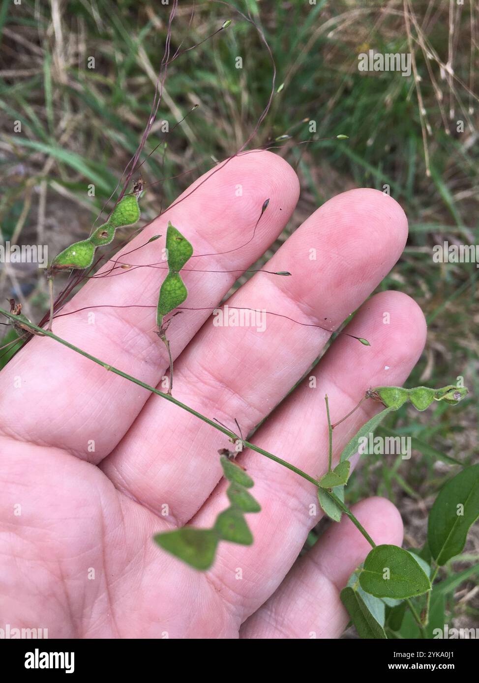 perplexed tick-trefoil (Desmodium perplexum Stock Photo - Alamy