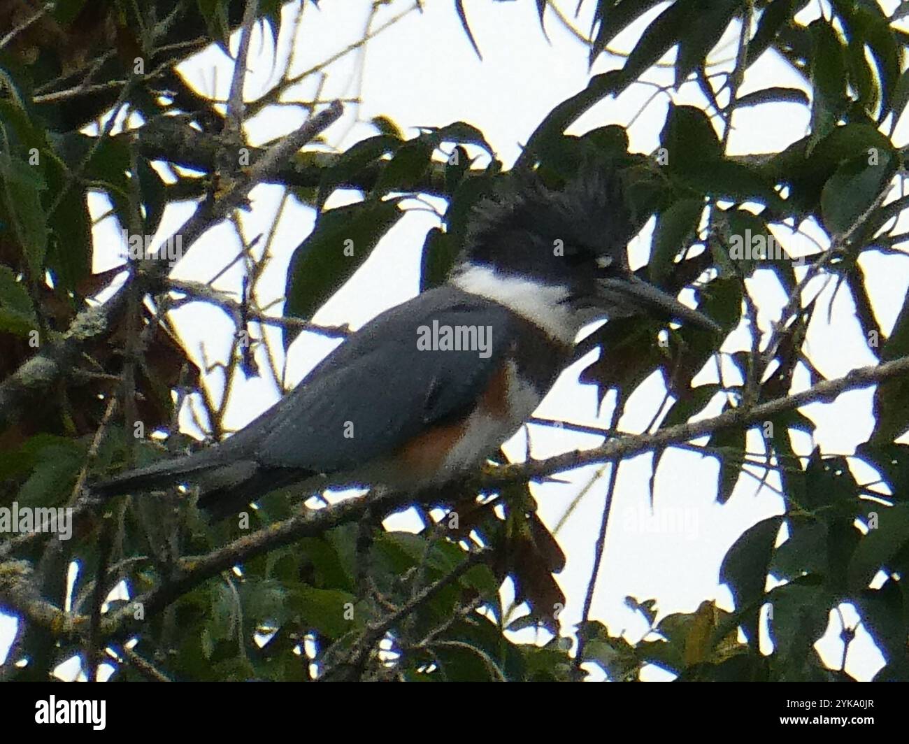 Belted Kingfisher (Megaceryle alcyon Stock Photo - Alamy