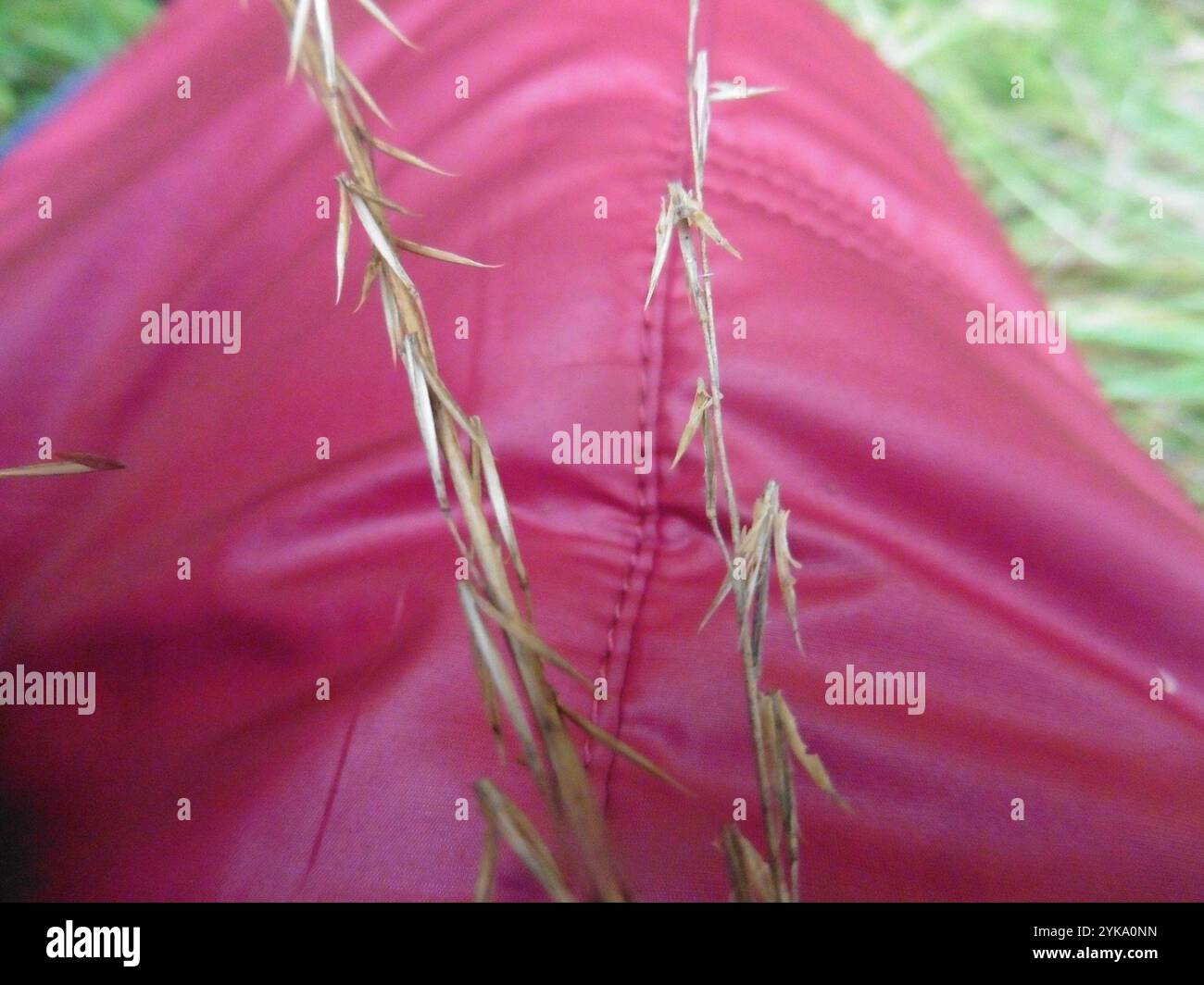 marsh arrowgrass (Triglochin palustris Stock Photo - Alamy