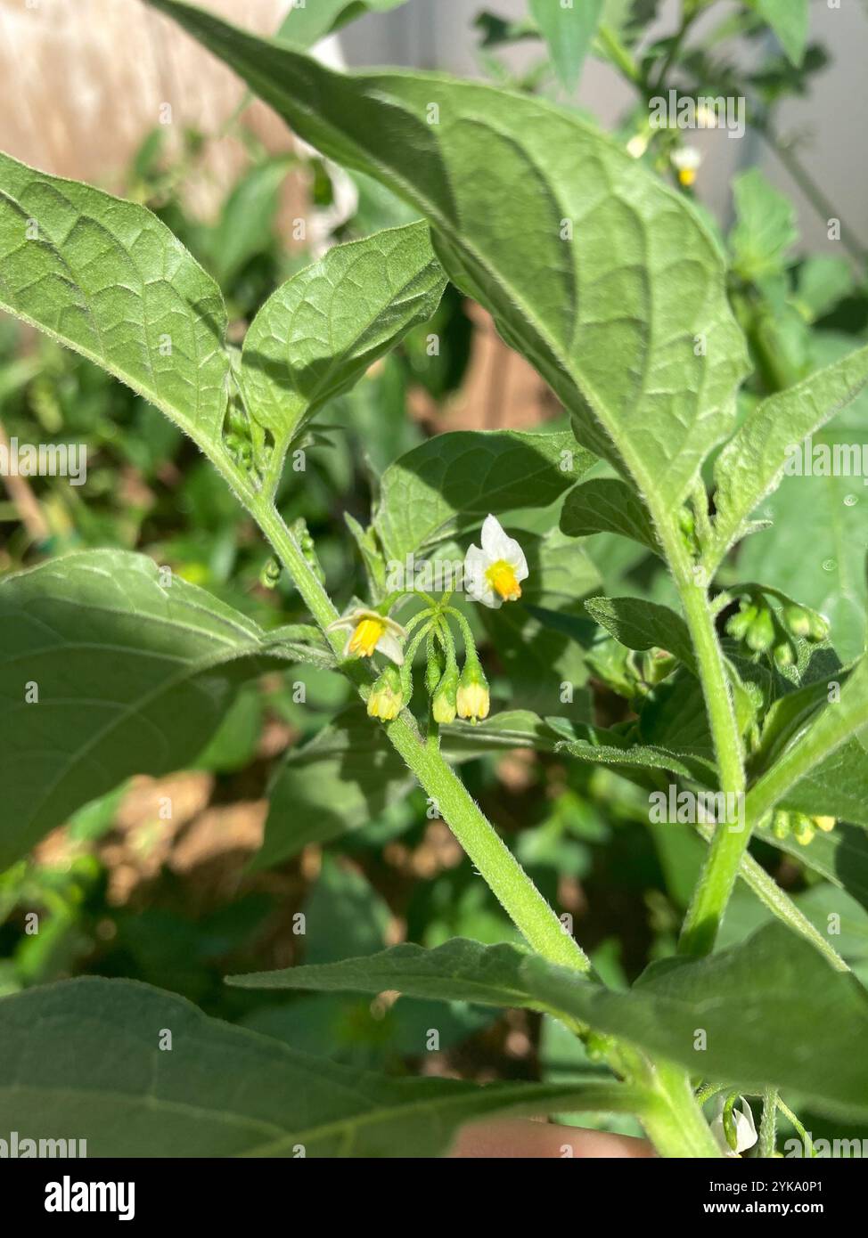 black nightshade (Solanum nigrum Stock Photo - Alamy