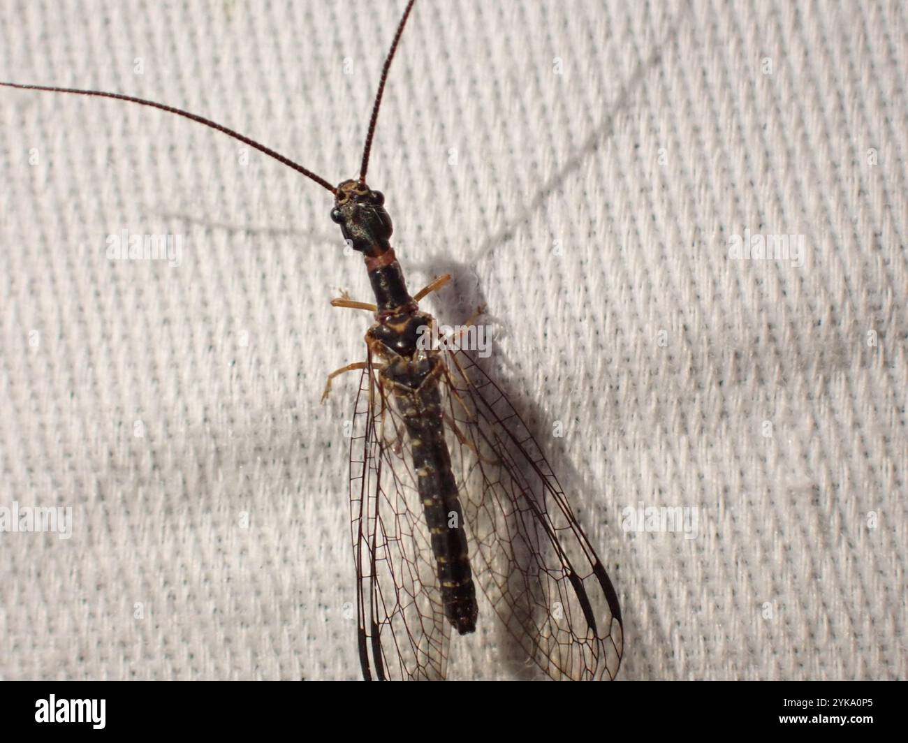 American Square-headed Snakeflies (Negha Stock Photo - Alamy