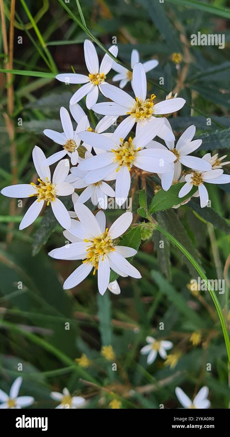 Pink-tip Daisy-bush (Olearia erubescens Stock Photo - Alamy