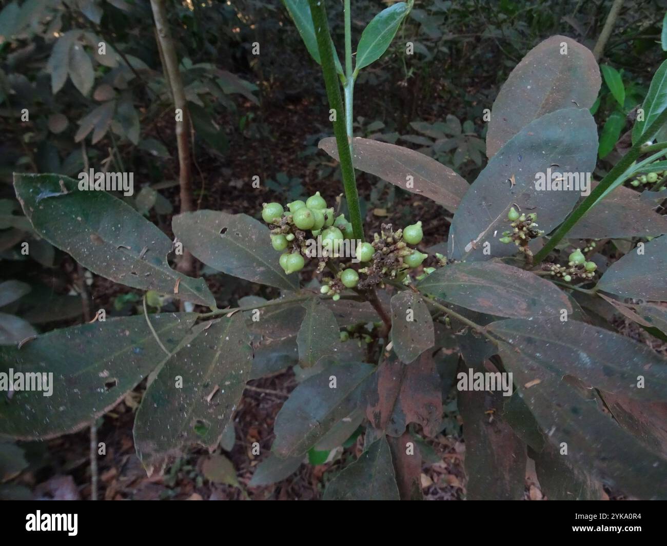 Glycosmis pentaphylla hi-res stock photography and images - Alamy