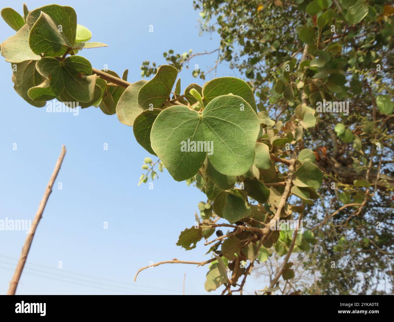 Bidi leaf tree (Bauhinia racemosa Stock Photo - Alamy
