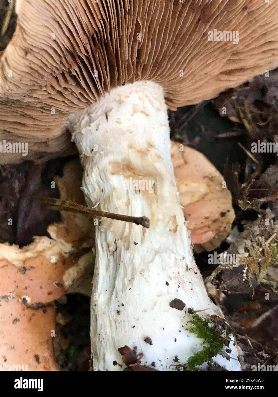 Bitter poisonpie hi-res stock photography and images - Alamy