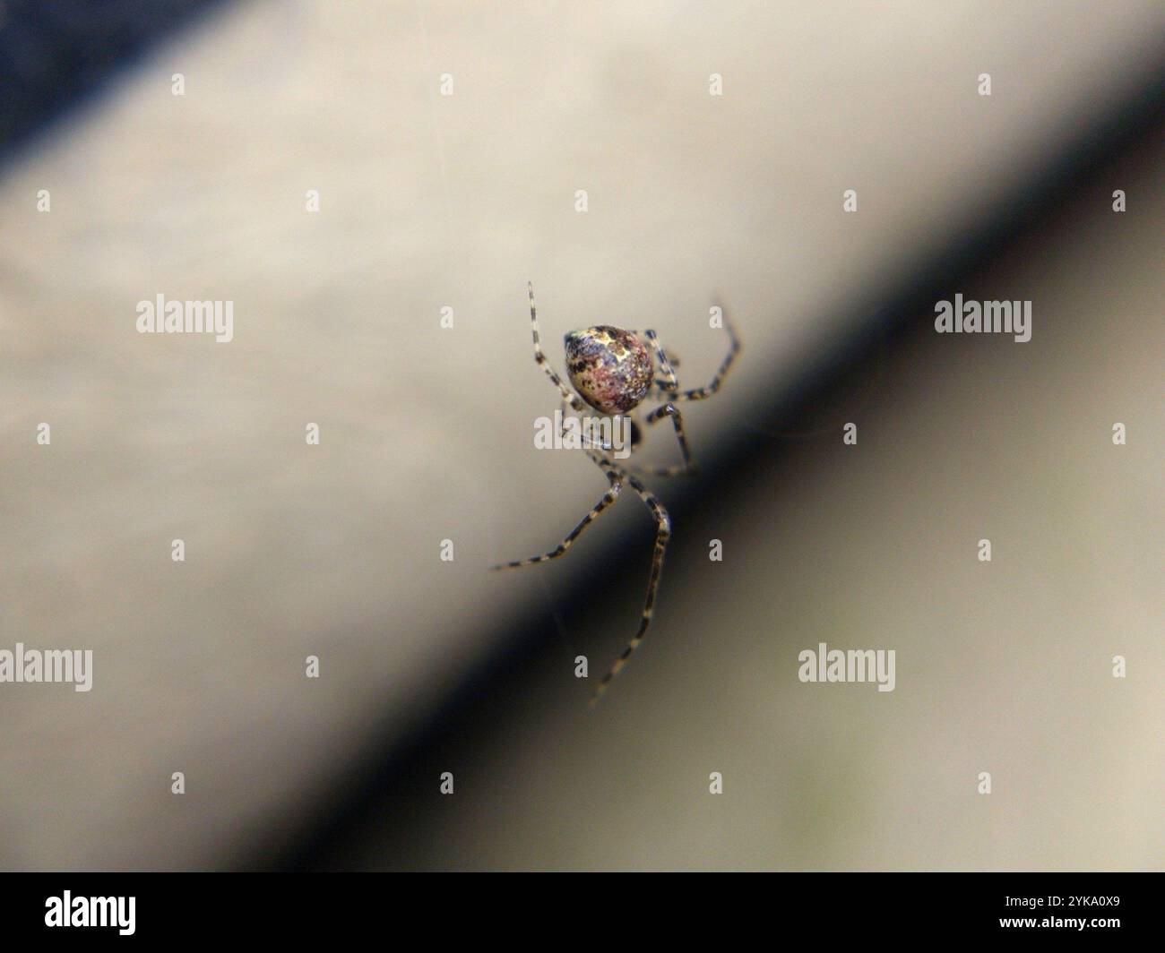 Platnickina tincta hi-res stock photography and images - Alamy