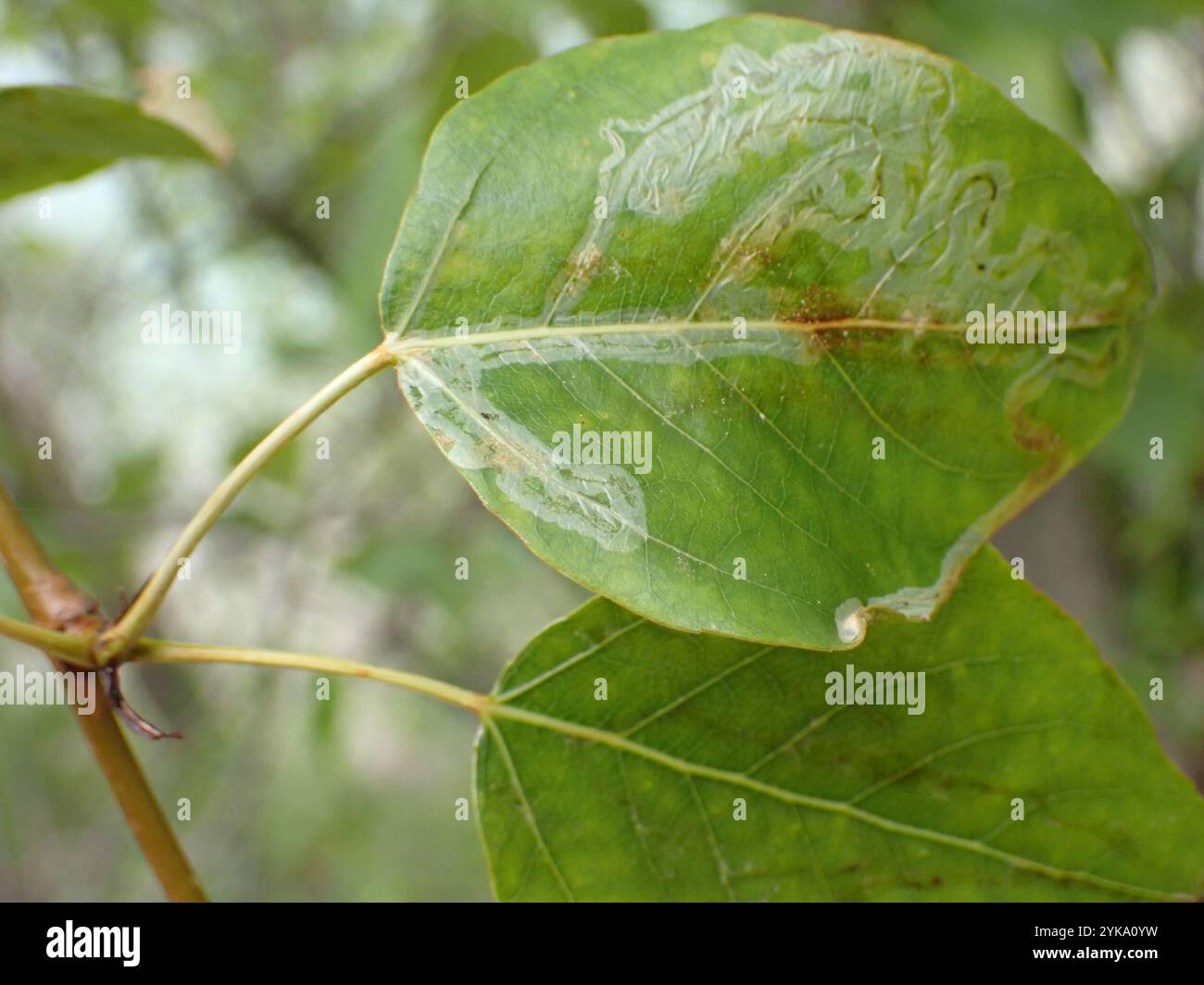 Aspen Serpentine Leafminer Moth (Phyllocnistis populiella Stock Photo ...