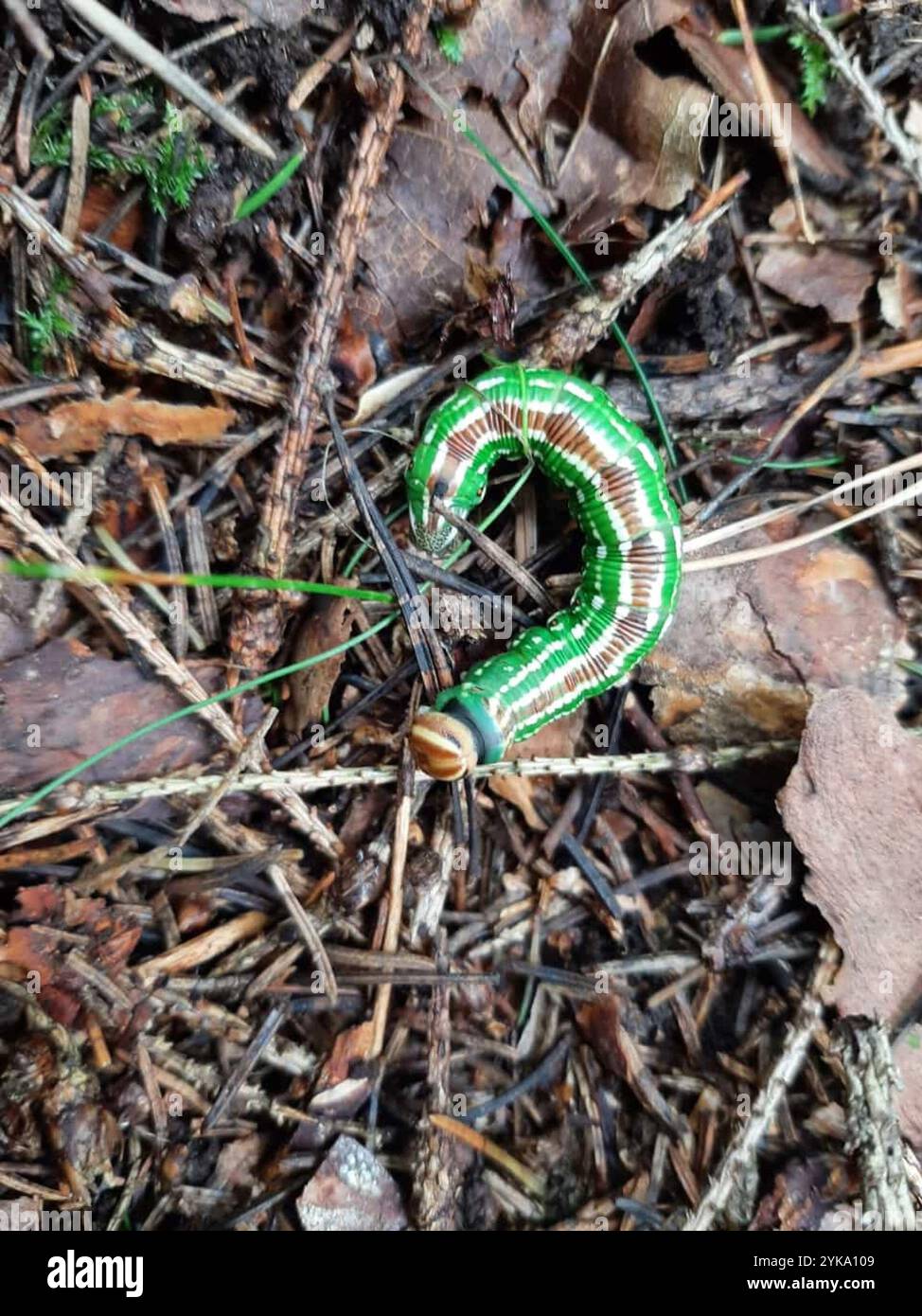 Pine Hawkmoth (Sphinx pinastri Stock Photo - Alamy