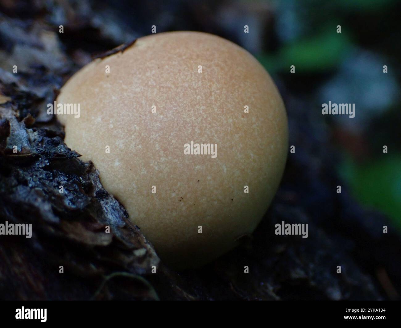 Cryptoporus hi-res stock photography and images - Alamy