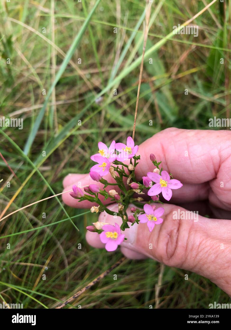 Common centaury (Centaurium erythraea Stock Photo - Alamy