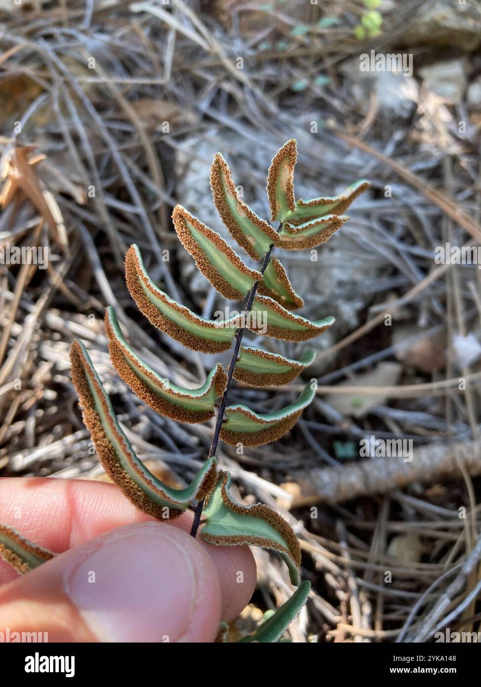purple-stem cliffbrake (Pellaea atropurpurea Stock Photo - Alamy