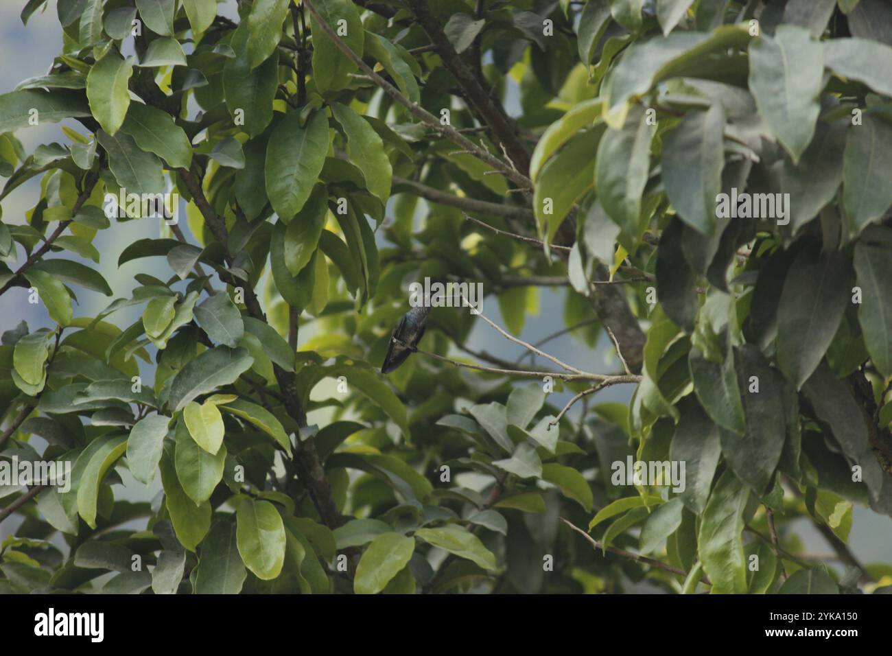 Sapphire-spangled Emerald (Chionomesa lactea Stock Photo - Alamy