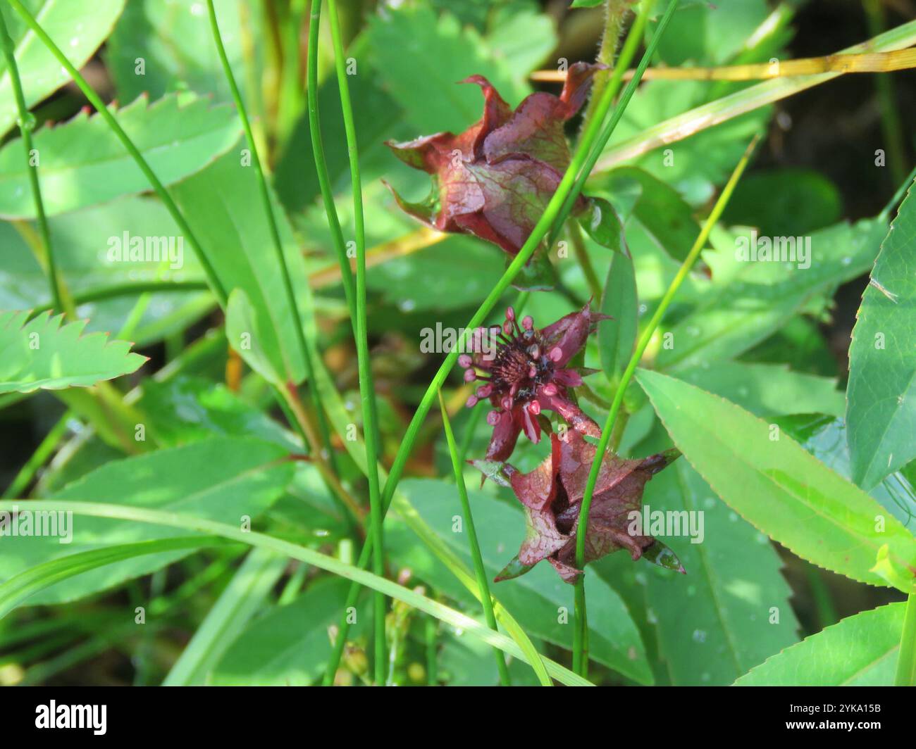 marsh cinquefoil (Comarum palustre Stock Photo - Alamy