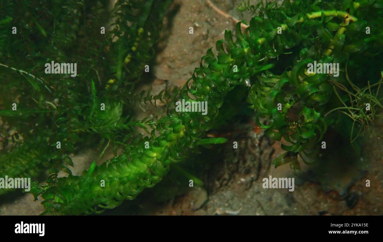 Canadian Waterweed (Elodea canadensis Stock Photo - Alamy