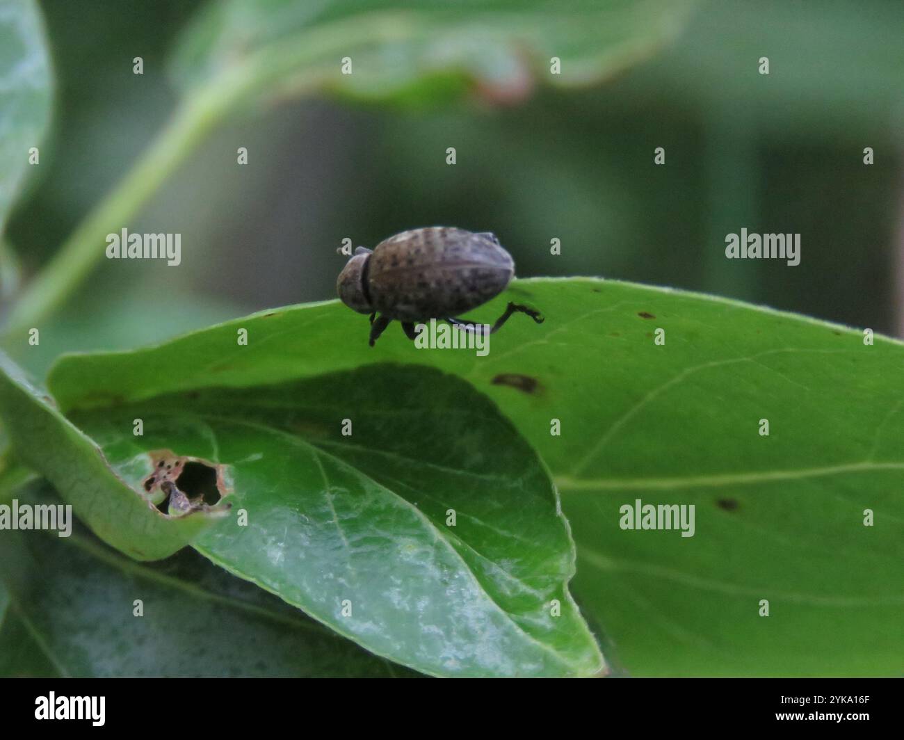 Didymus hi-res stock photography and images - Alamy