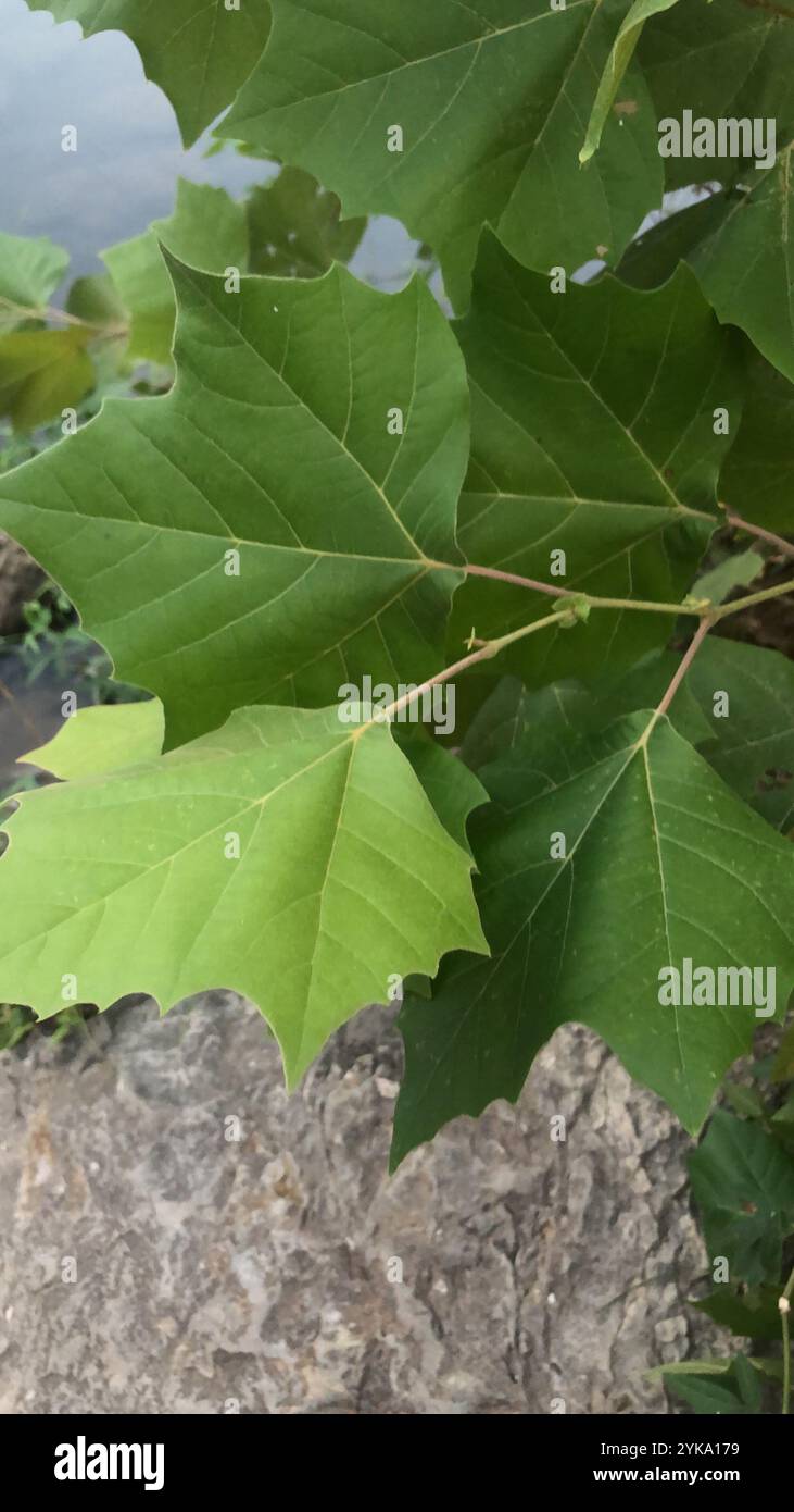 American sycamore (Platanus occidentalis Stock Photo - Alamy