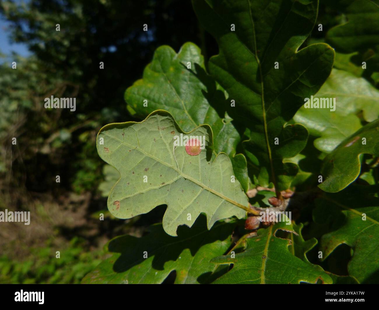 Common Spangle Gall Wasp (Neuroterus quercusbaccarum Stock Photo - Alamy