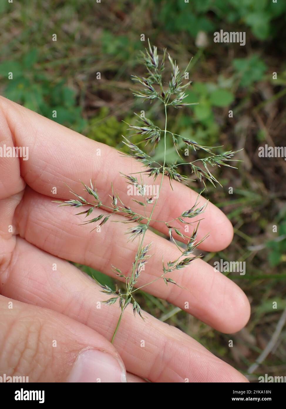 Bulbous Bluegrass (Poa bulbosa Stock Photo - Alamy