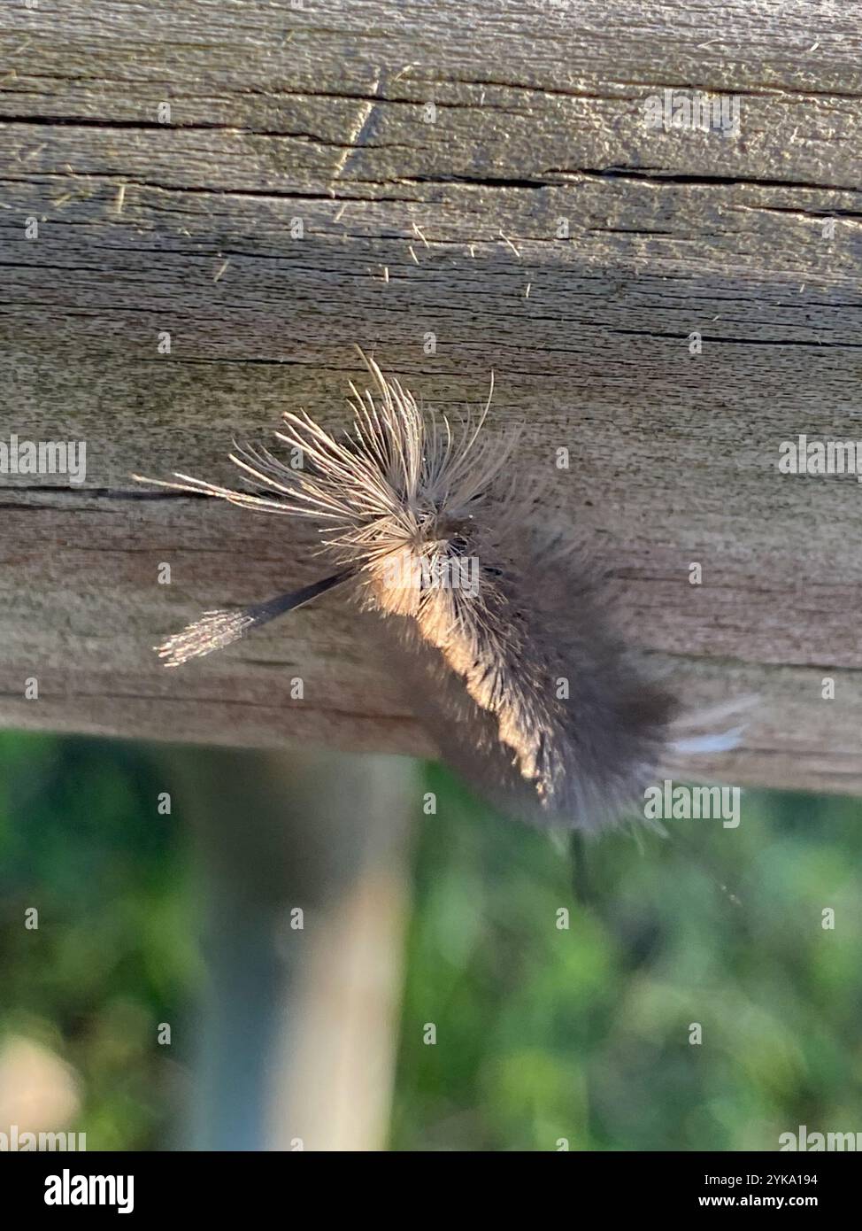 Banded Tussock Moth (Halysidota tessellaris Stock Photo - Alamy