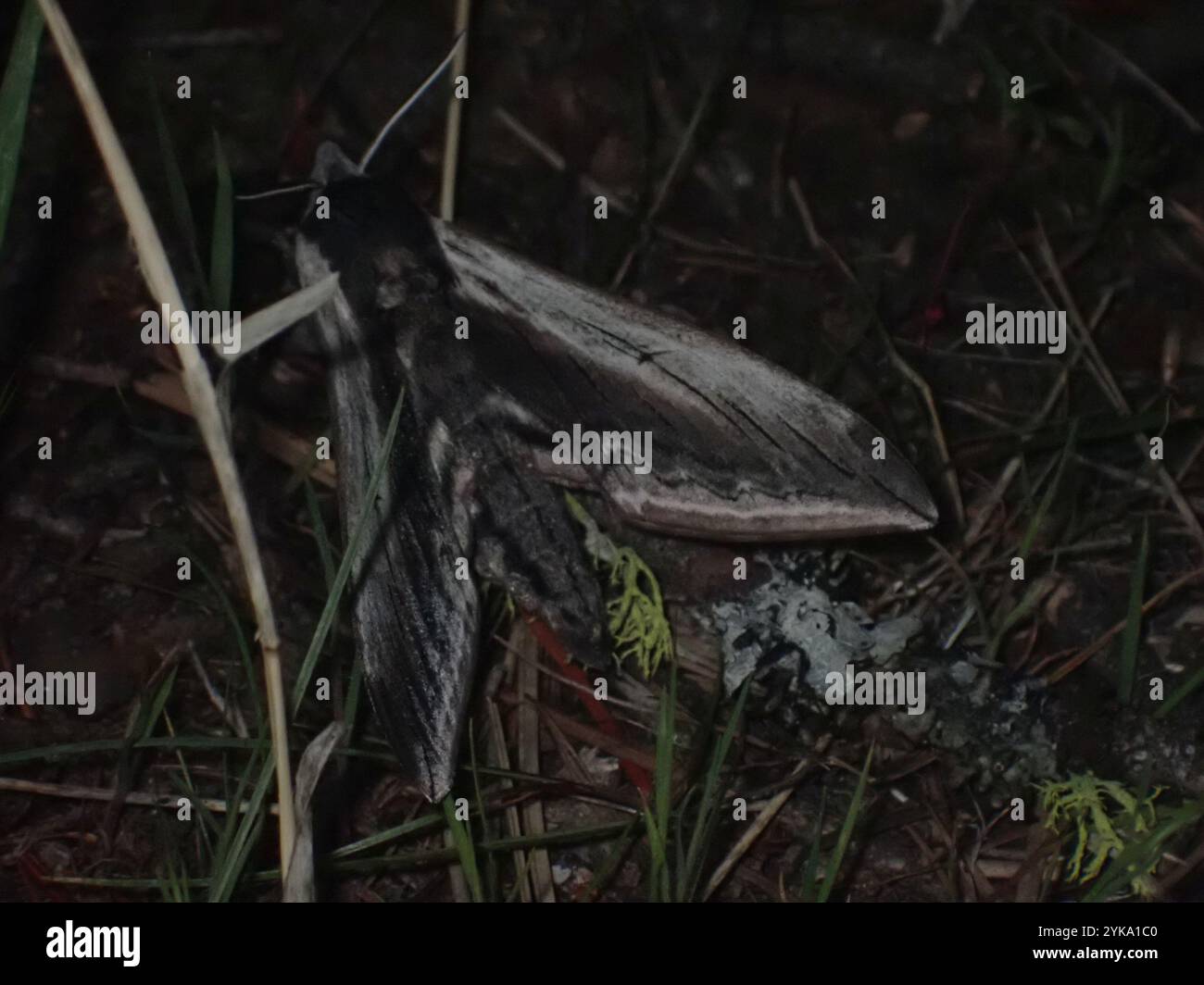 Sphinx drupiferarum hi-res stock photography and images - Alamy