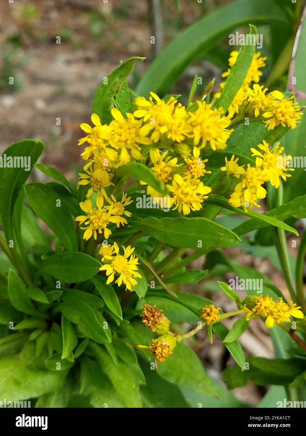 northern seaside goldenrod (Solidago sempervirens Stock Photo - Alamy