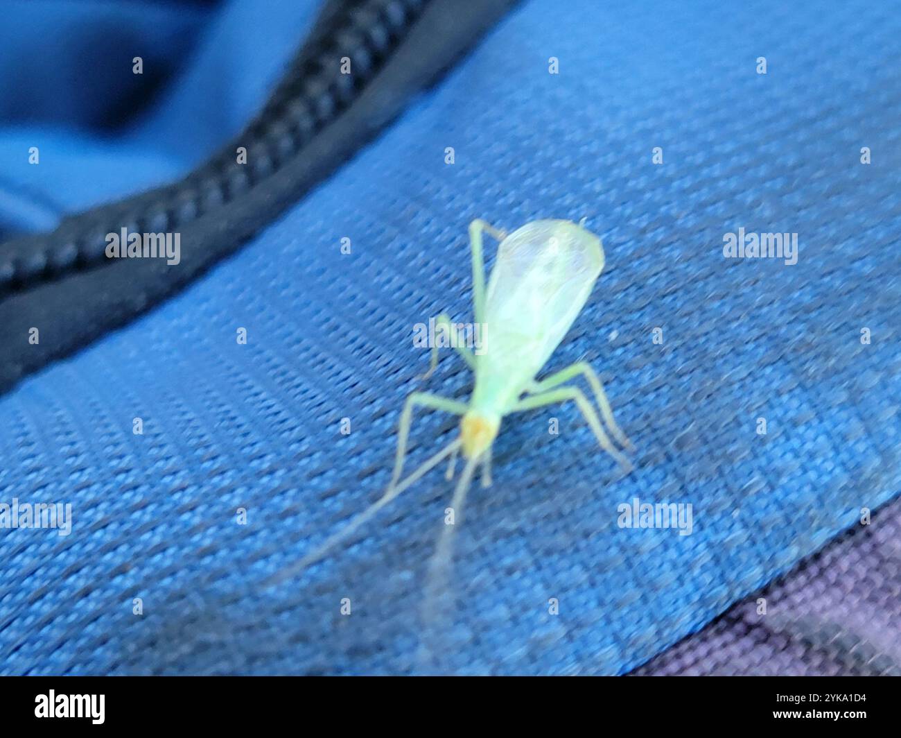Common Tree Crickets (Oecanthus Stock Photo - Alamy