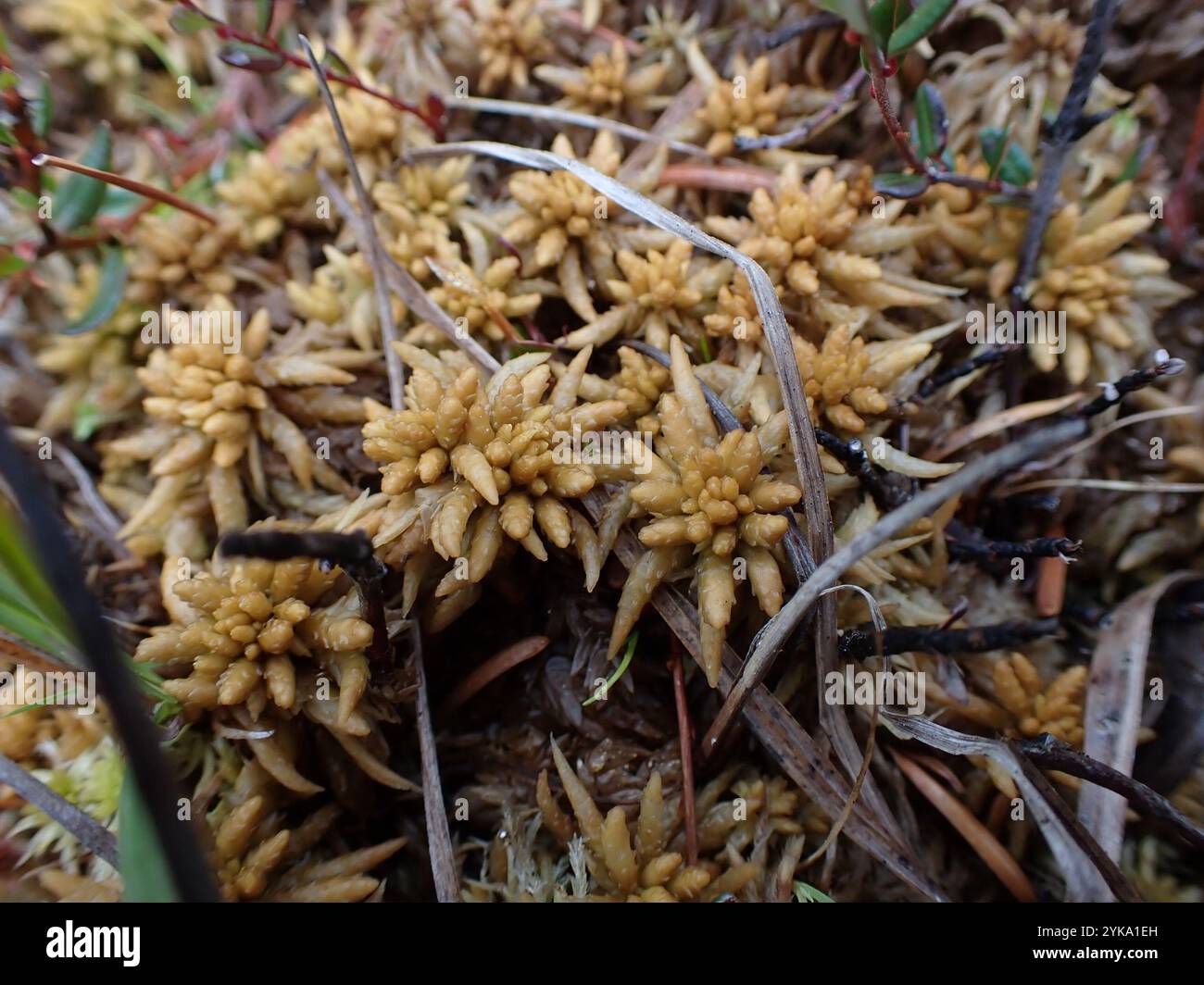 Papillose Peatmoss (Sphagnum papillosum Stock Photo - Alamy