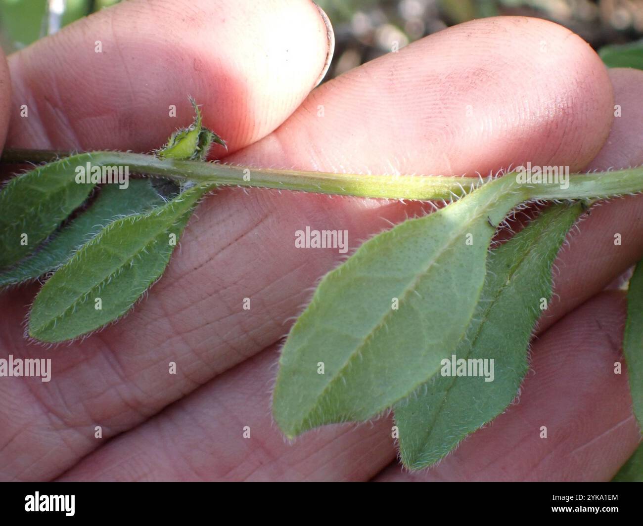Asperugo procumbens hi-res stock photography and images - Alamy