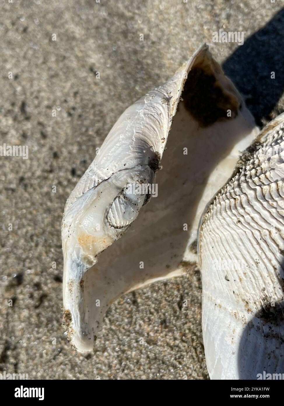 Rough piddock hi-res stock photography and images - Alamy