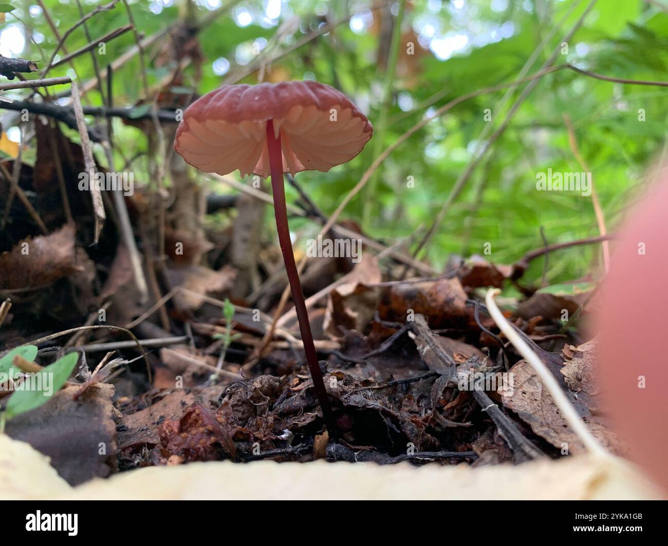 red pinwheel (Marasmius plicatulus Stock Photo - Alamy