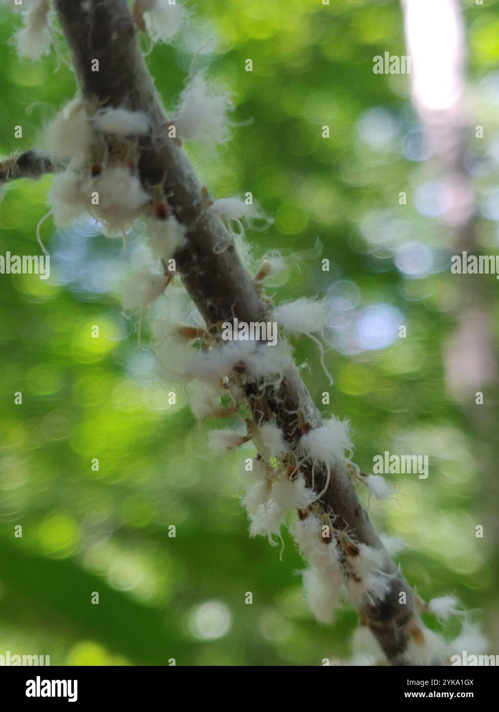 Beech Blight Aphid (Grylloprociphilus imbricator Stock Photo - Alamy