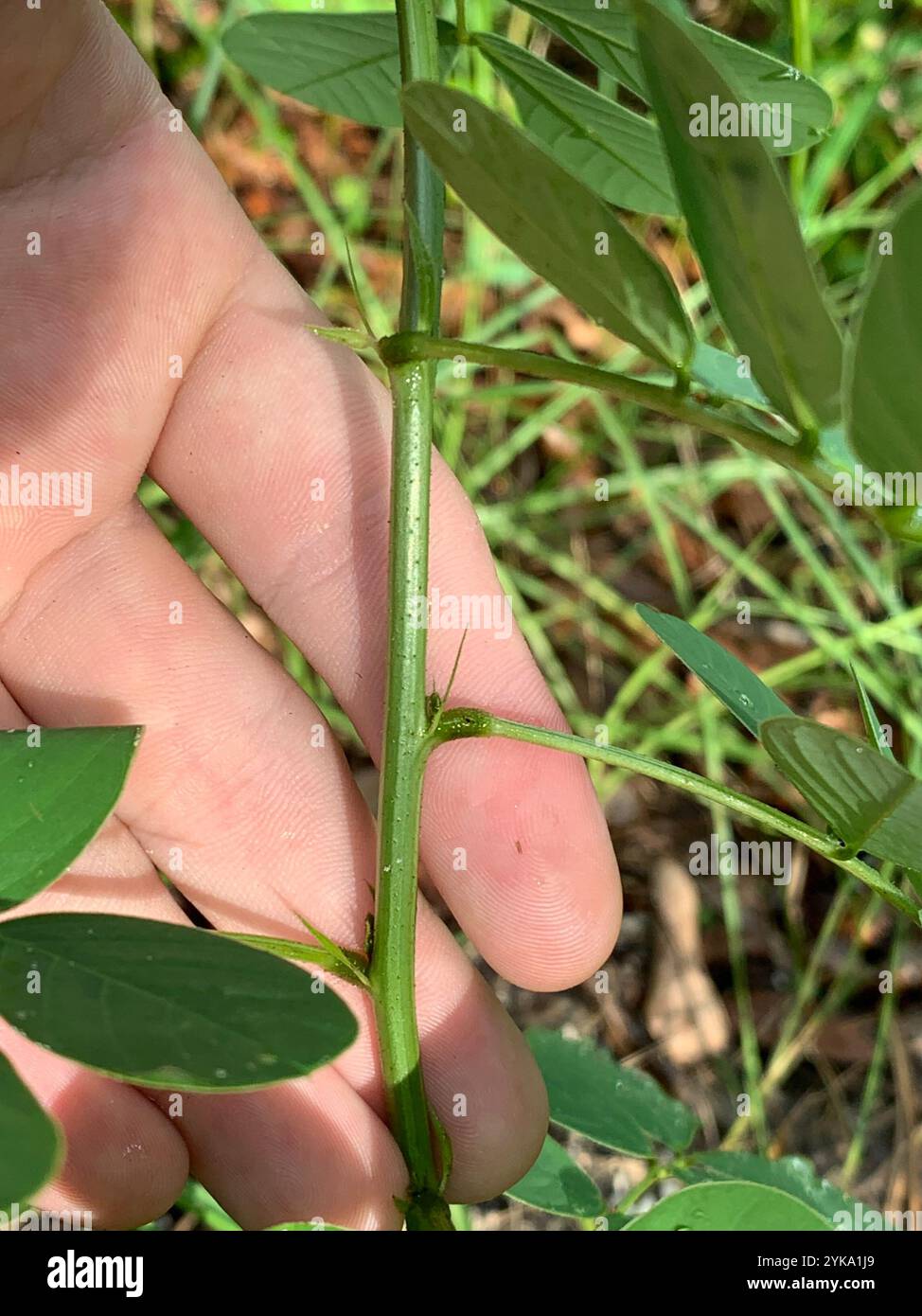 American Sicklepod (Senna obtusifolia Stock Photo - Alamy
