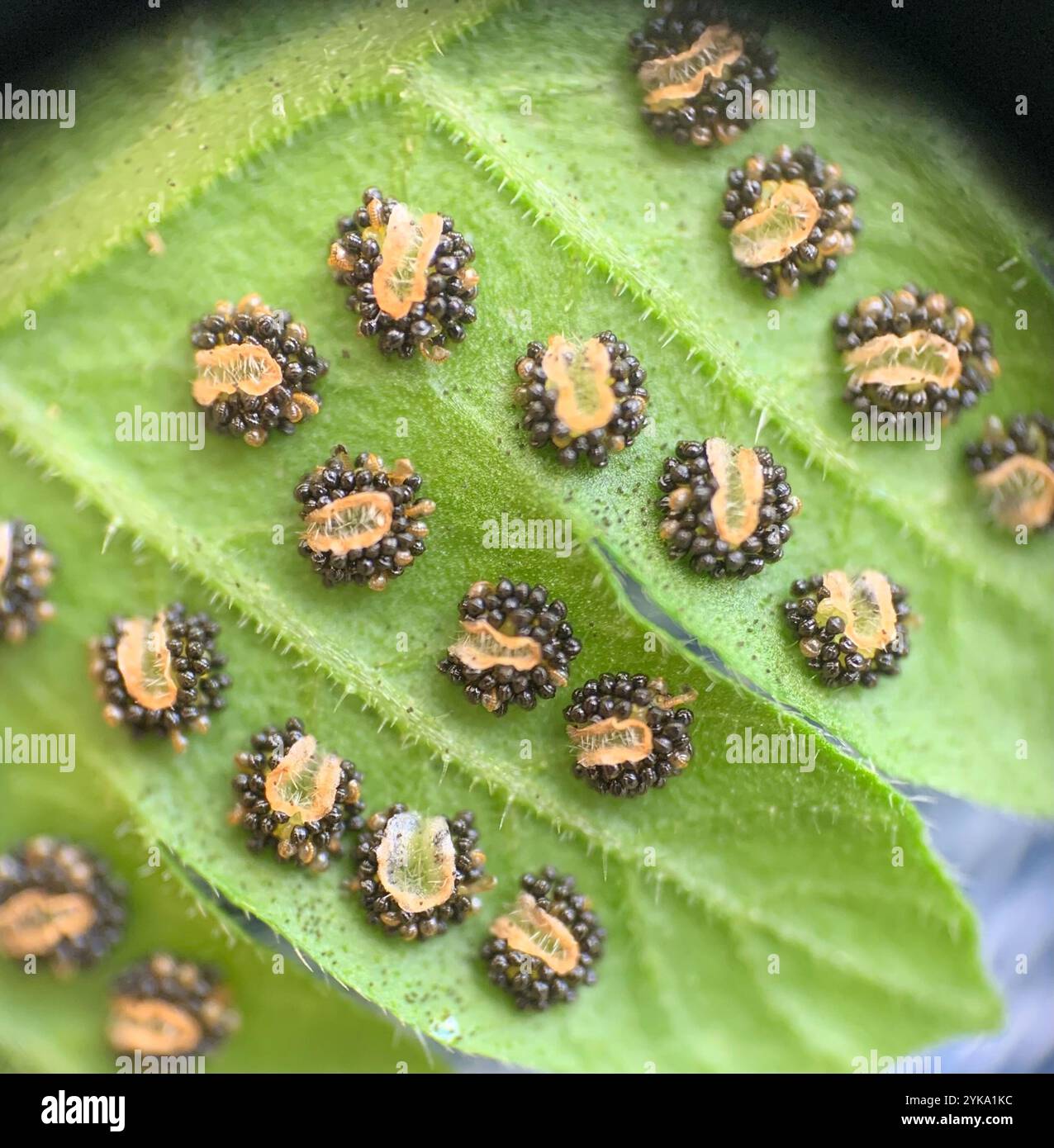 Soft Fern (Christella dentata Stock Photo - Alamy