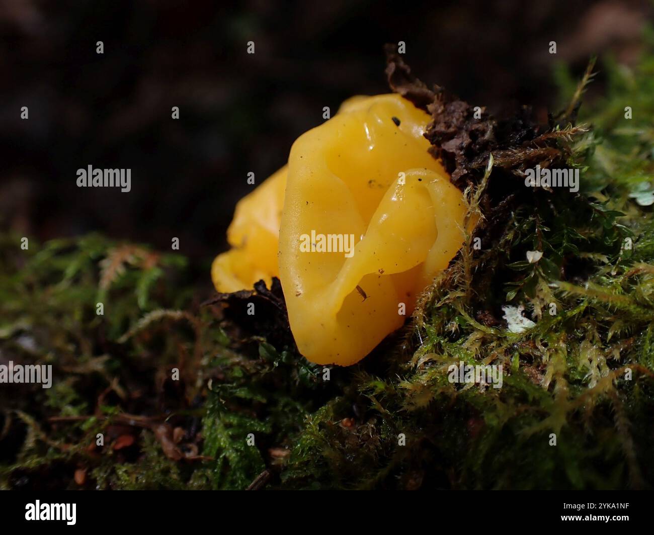 Basidiomycete Fungi (Basidiomycota Stock Photo - Alamy