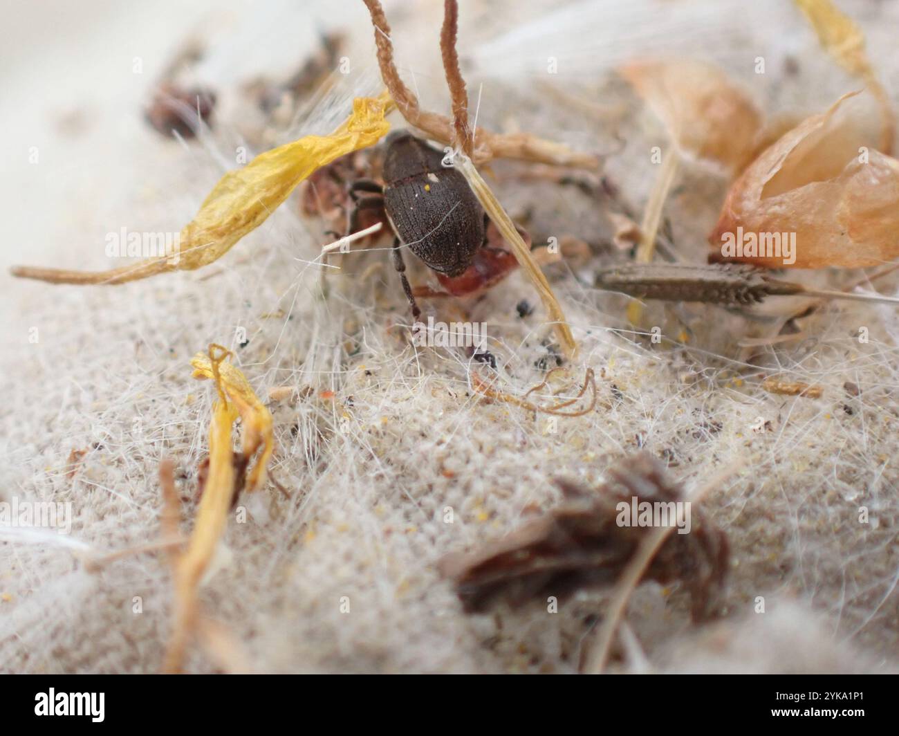 Punctiger hi-res stock photography and images - Alamy