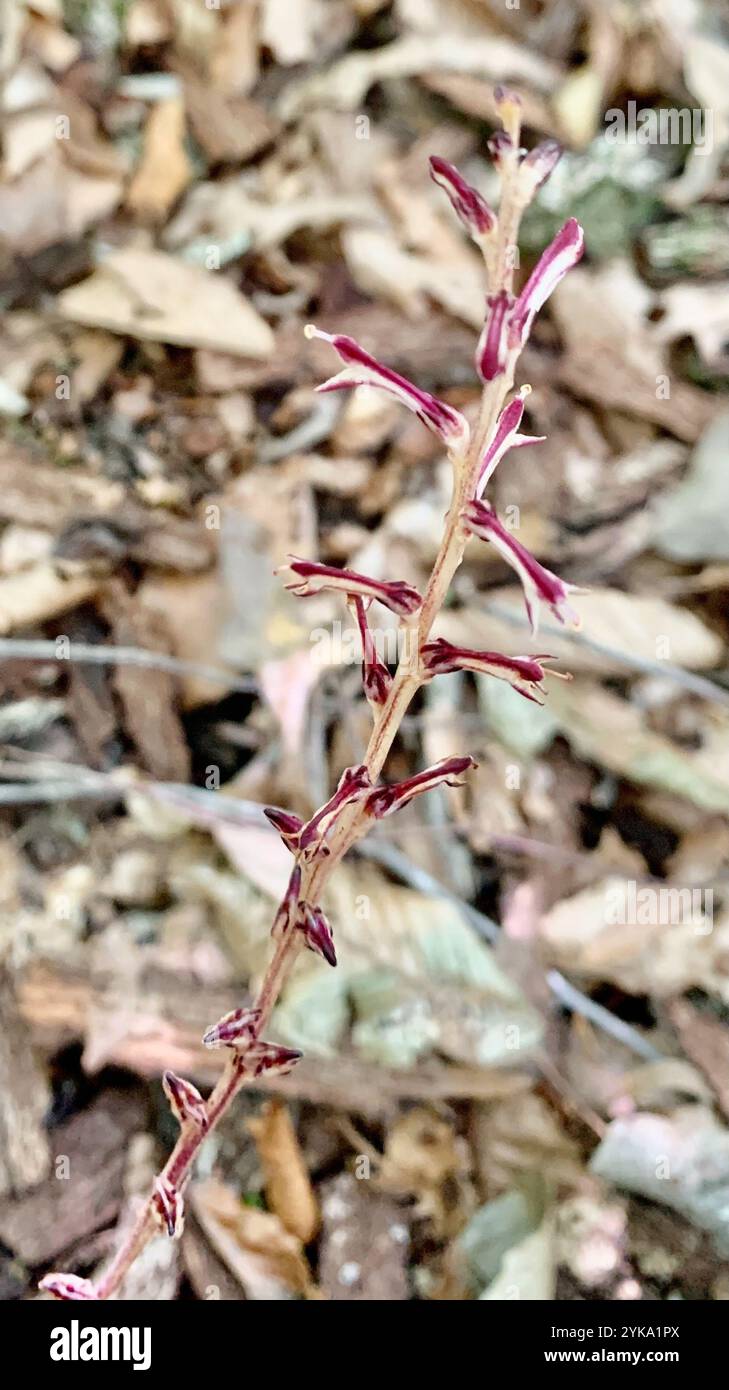 Beechdrops (Epifagus virginiana Stock Photo - Alamy